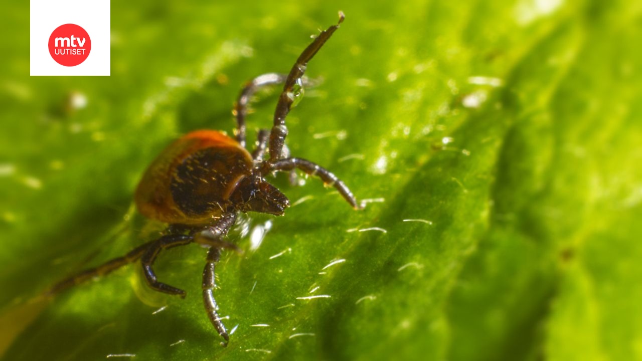 Tunnista punkin purema ja hoida sitä oikein - MTVuutiset.fi