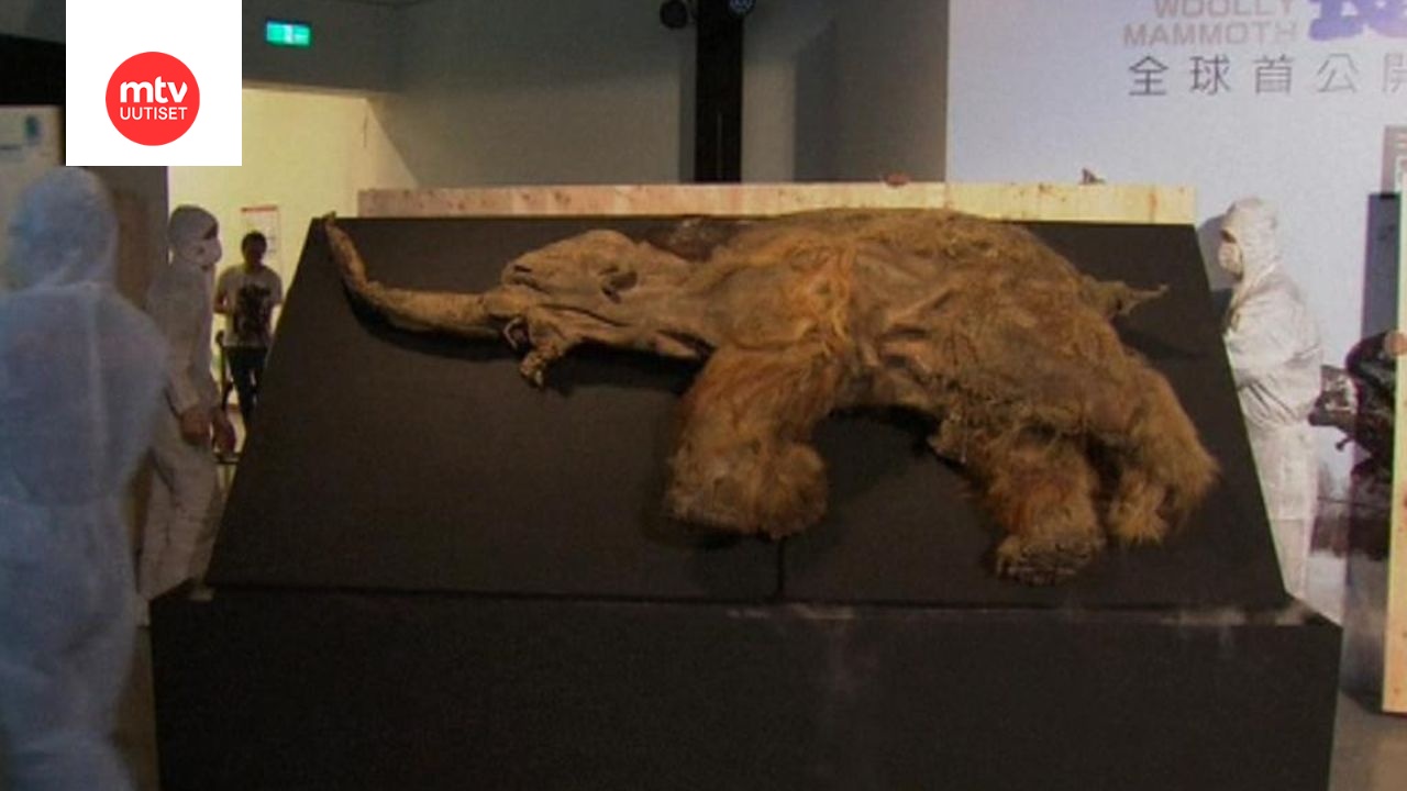 Tältä näyttää 39 000 vuotta vanha mammutti - MTVuutiset.fi