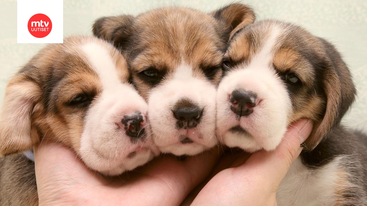 Selvitys: Pahoinpideltyjä koiria säälitään enemmän kuin aikuisia ...