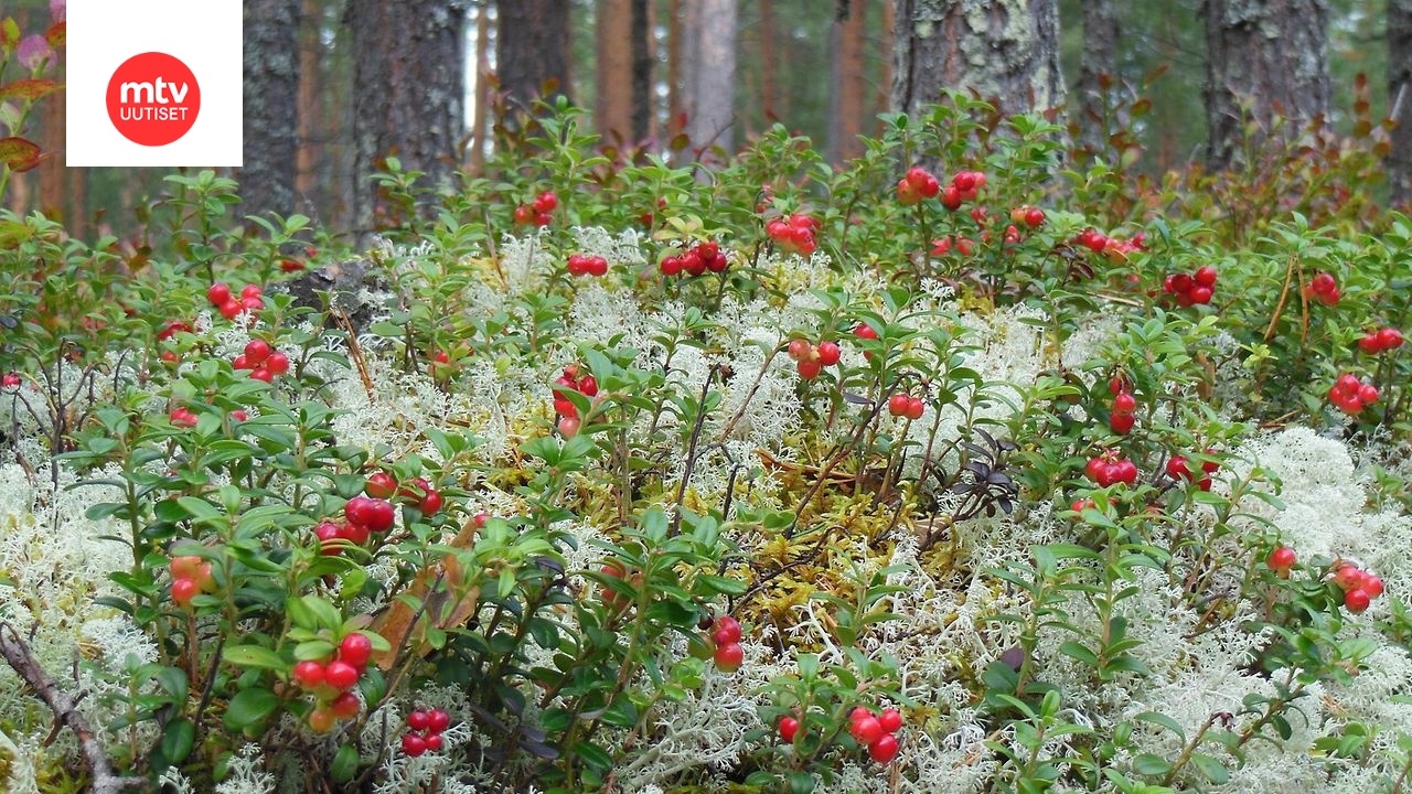 Puolukkasato kypsyy pian eteläisessä Suomessa - MTVuutiset.fi