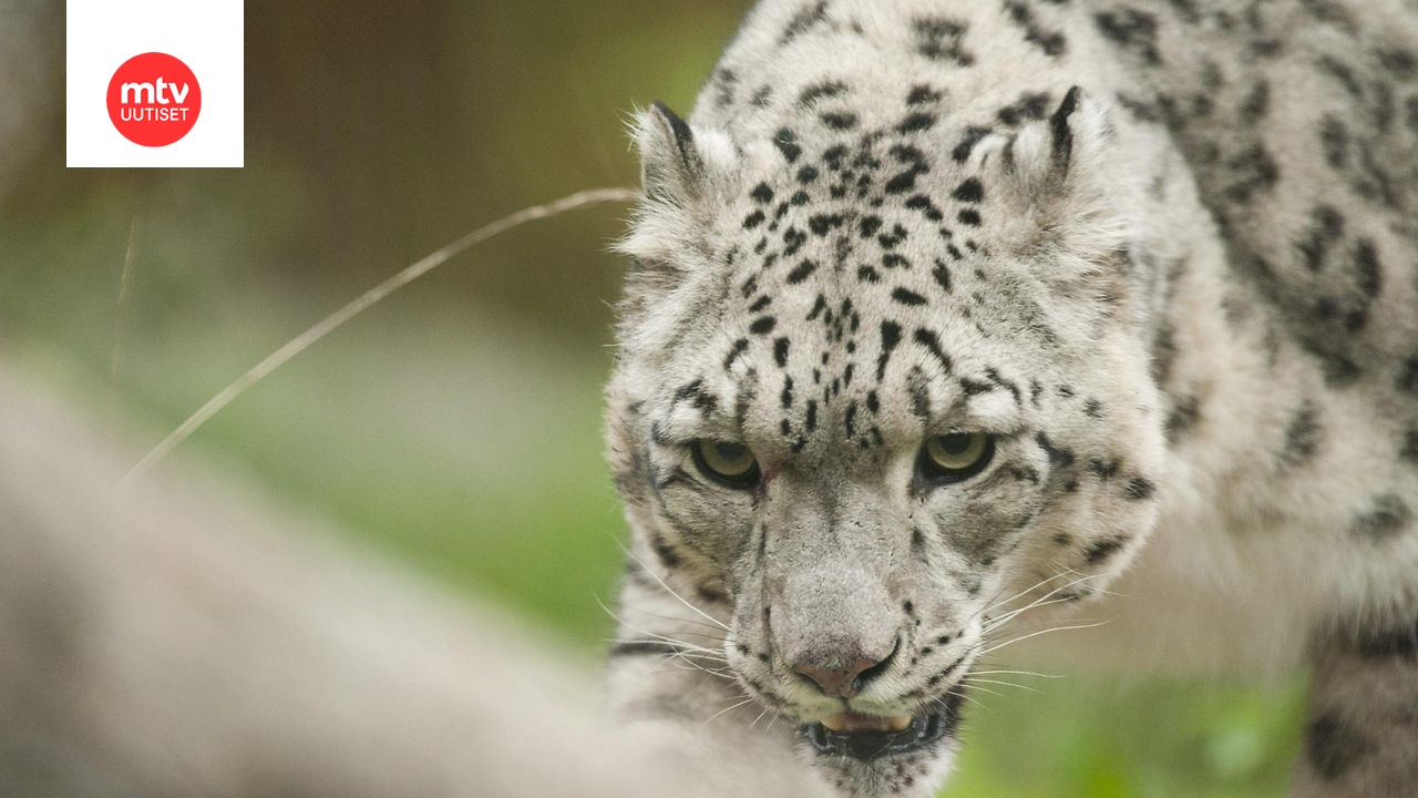 Tullilla harvinainen päivä: Valvottavana lumileopardi - MTVuutiset.fi
