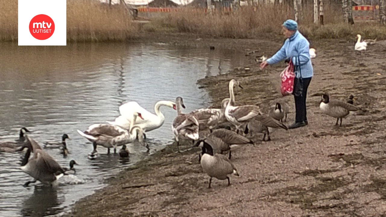 Yleisimmät lintulajit vähenevät - varpuset ja kottaraiset hupenevat ...