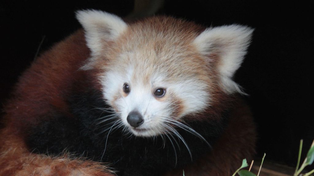 Ensimmäiset kuvat Ähtärin pikkupandasta: ”Arka, mutta utelias ...