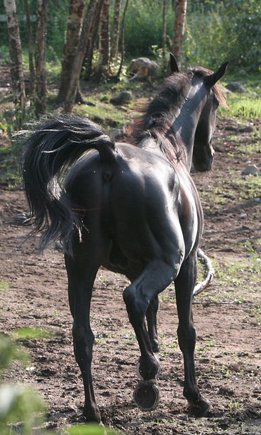 Polvisuoja putosi – Toto4-voittajan vauhti vain kiihtyi - MTVuutiset.fi