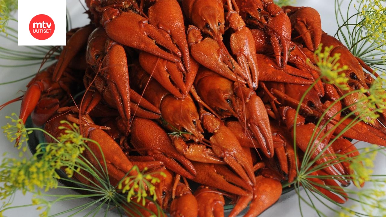 Ravustuskausi alkoi: Tällä ainesosalla saat ravut keitettyä pehmeiksi ...