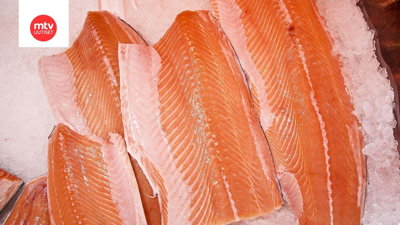 Kuluttaja: Lohi ei ole yhtä terveellistä kuin ennen – tässä syy ...