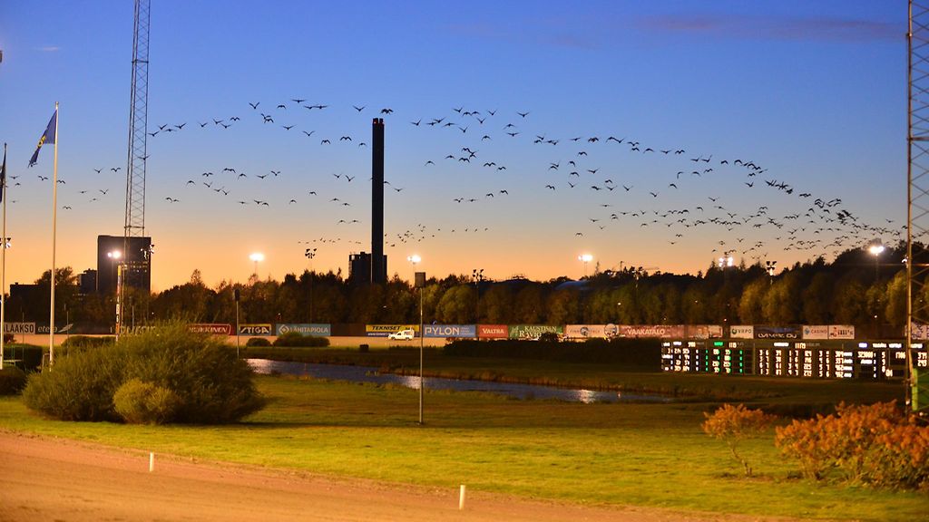 Lillbackan rakkaus raviurheiluun roihahti uudelle tasolle – rakensi ...