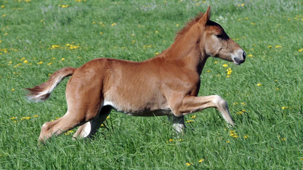 Ravivihje: Teivoon varsavarma - MTVuutiset.fi
