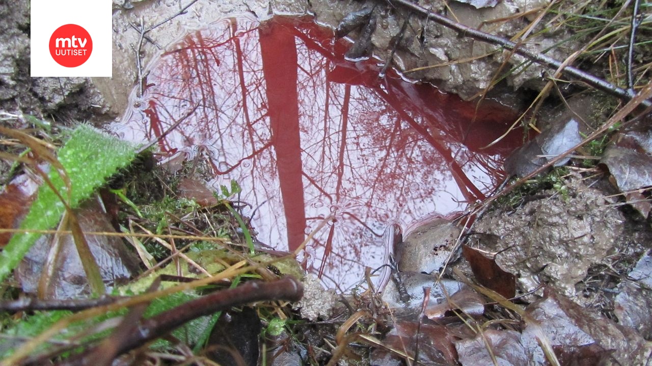 Näin ympäristöä pilataan rikollisesti Suomessa - MTVuutiset.fi