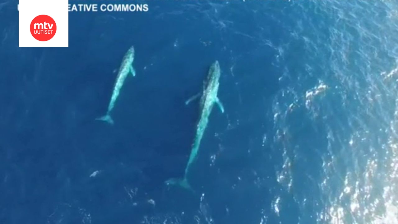 Harvinaista materiaalia: Sinivalas poikasensa kanssa tallentui videolle ...