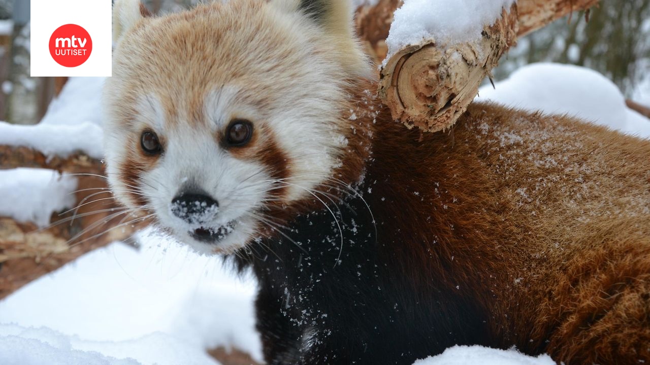 Ihanaa, talvi! Söpö pikkupanda peuhaa täysin rinnoin lumessa ...