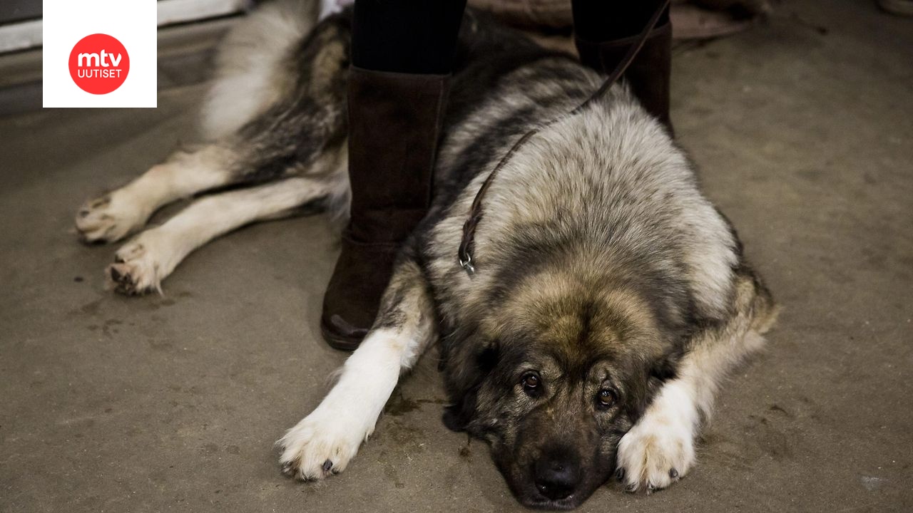 Kiinniottotilanne kärjistyi – suuri paimenkoira puri poliisia ...