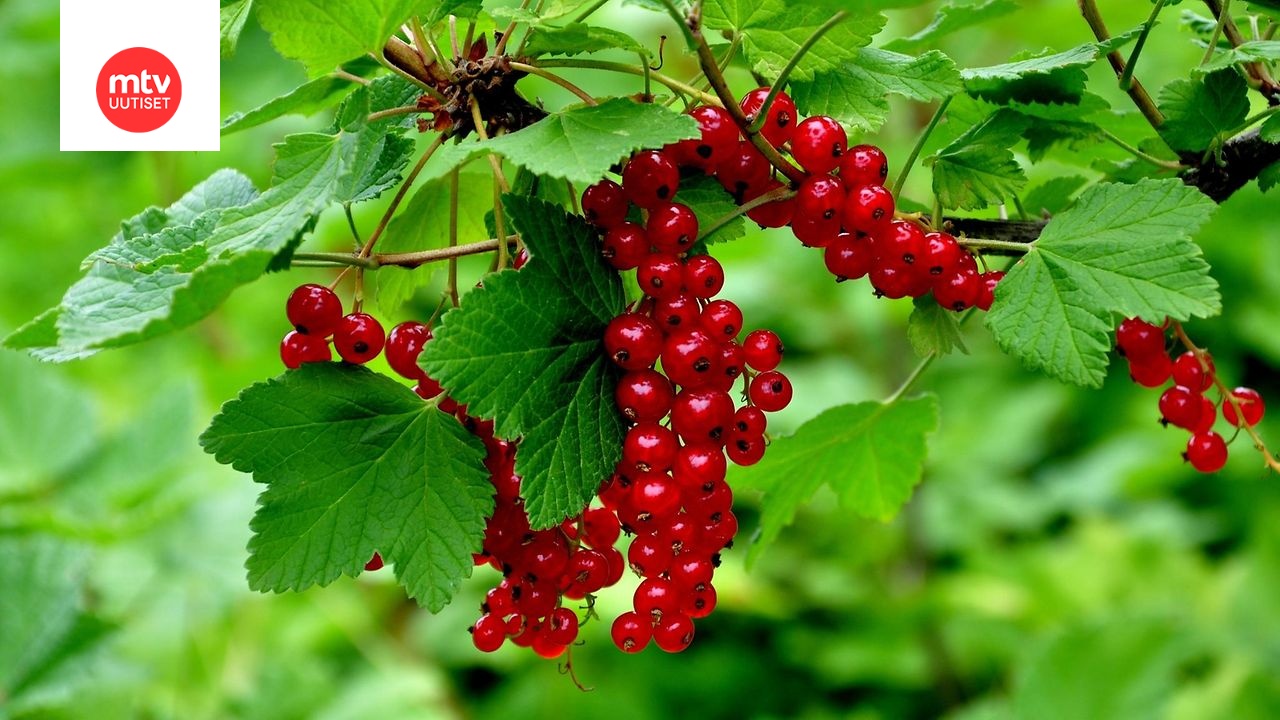 Helppo niksi: Näin viinimarjat kannattaa poimia! - MTVuutiset.fi