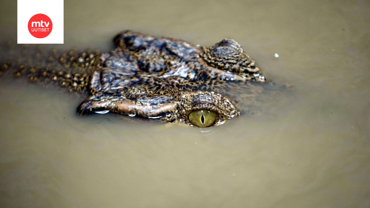 Krokotiili tappoi pastorin Etiopiassa – hyökkäsi kimppuun kesken ...