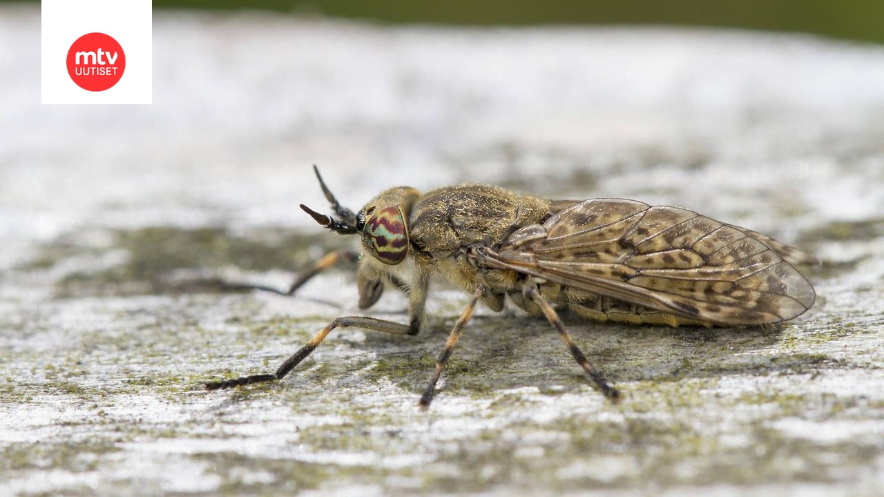Paarma puri suomalaisnaista – karmea ihottuma paljasti borrelioosin ...