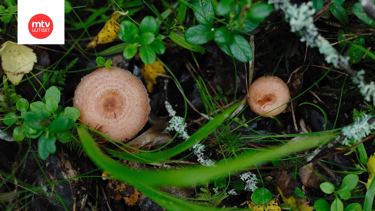 Rouskut haltuun – opettele tunnistamaan nämä erinomaiset ruokasienet ...