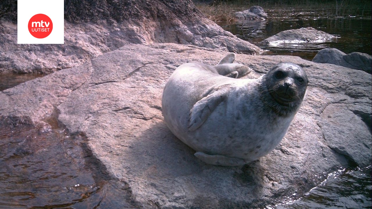 WWF:n Norppalive alkaa Saimaalta - MTVuutiset.fi