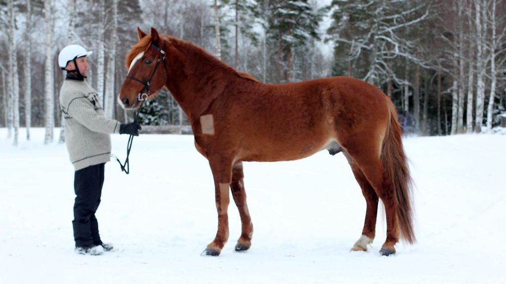 Ravivihje: Haltija tekee paluun – ”Kuin uusi hevonen” - MTVuutiset.fi