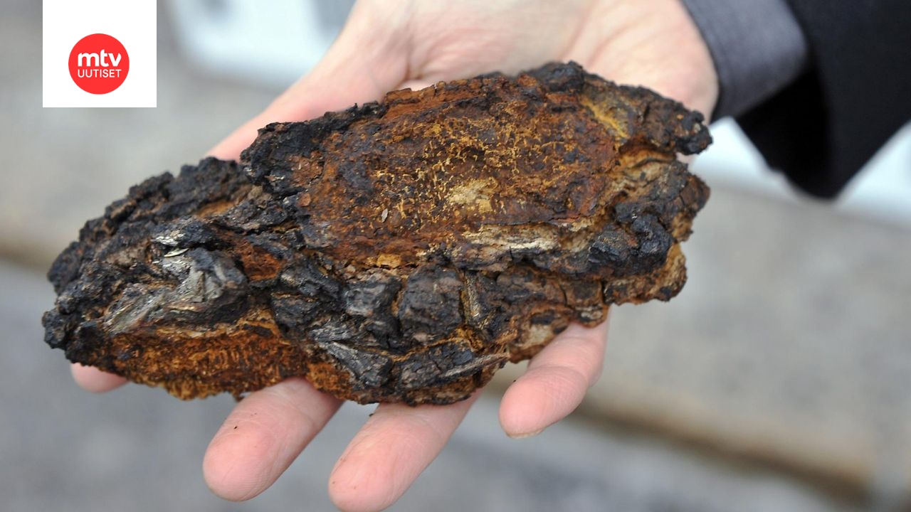 Pakuria voi kerätä talvellakin – näin tunnistat Suomen metsien ...