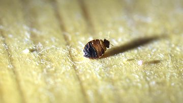 "Peräaukossa suorastaan kuhisi": Kihomatoja, syyhyä ja muuta iljettävää ...