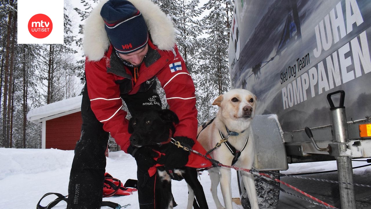 Seikkailija Juha Romppanen ajaa Suomen läpi valjakolla – Siperianhusky ...