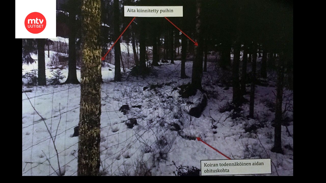 Iso koira hyökkäsi kotipihan aidan läpi Vihdissä ja raateli naisen ...