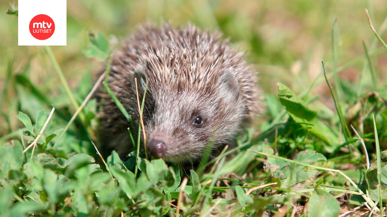 Palokunta ja koiranulkoiluttajat pelastivat siilin rikkalapiolla ...