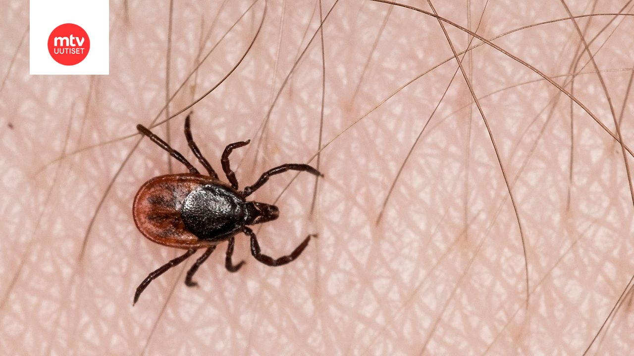 Punkin purema voi tehdä allergiseksi liharuualle – erikoislääkäri ...