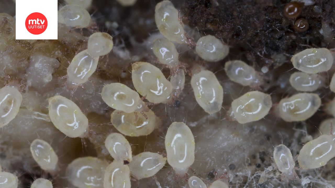 Syyhypunkit söivät 93-vuotiaan USA:ssa – omaiset syyttävät hoitokotia ...