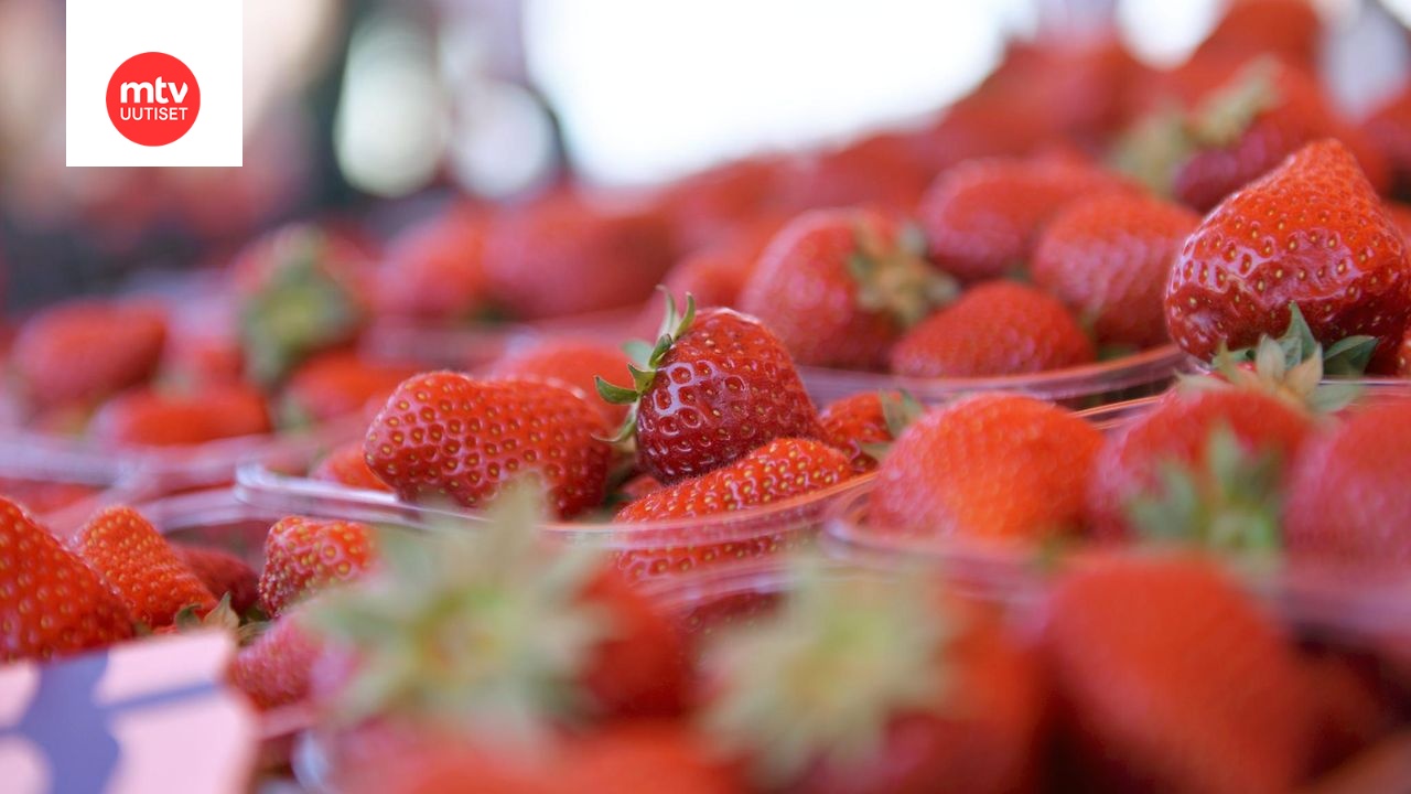 Näin helteet ovat vaikuttaneet luontoon: Kalat kiihkeinä, mansikat ...