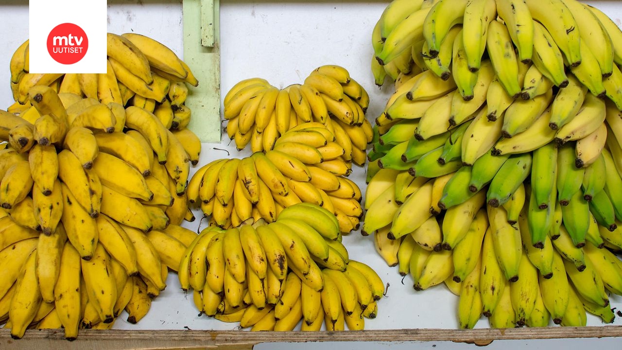 Nettihitiksi noussut kuva banaanin kypsyysasteista jakaa mielipiteitä ...