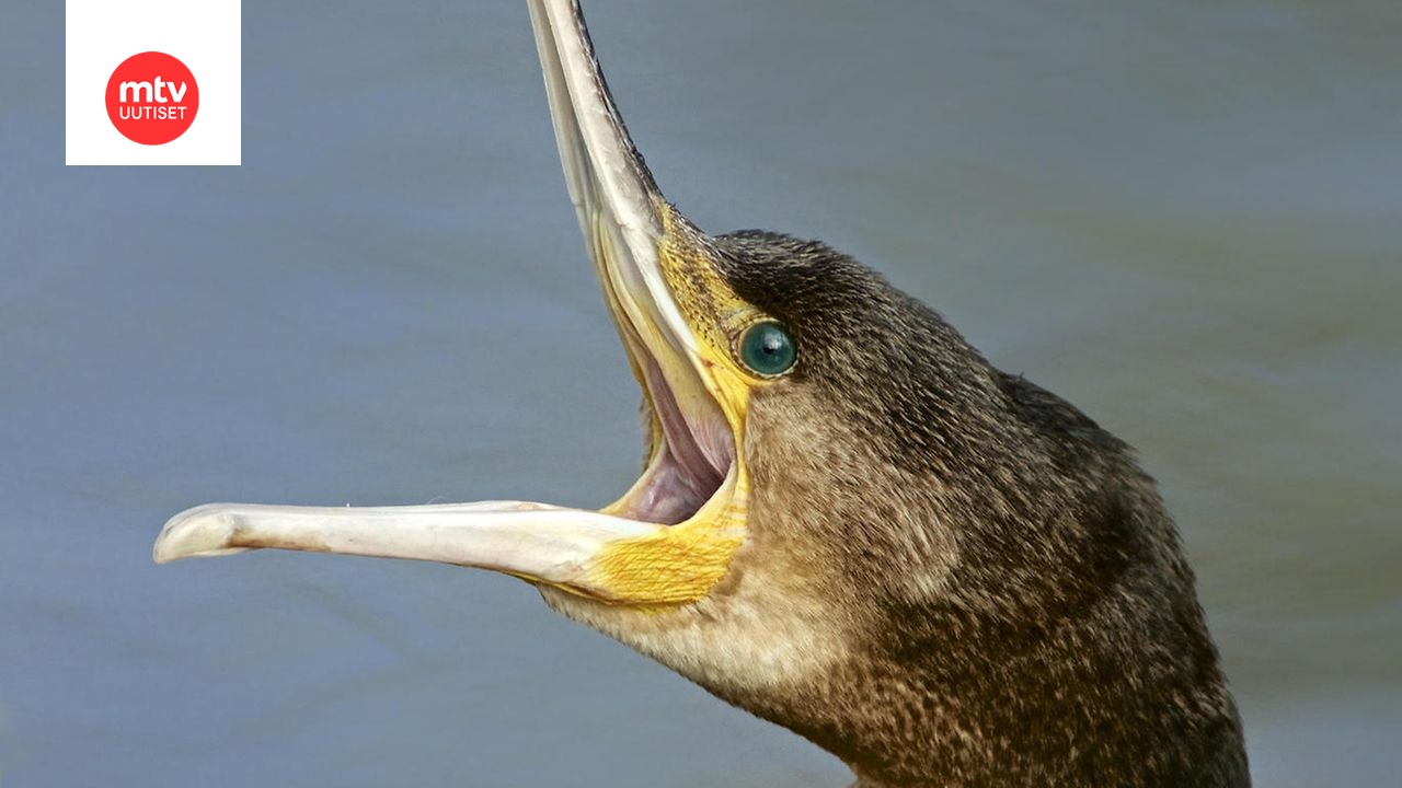 Röyhkeä merimetso hyppäsi veneeseen, vei ravut merrasta ja kukkoili ...
