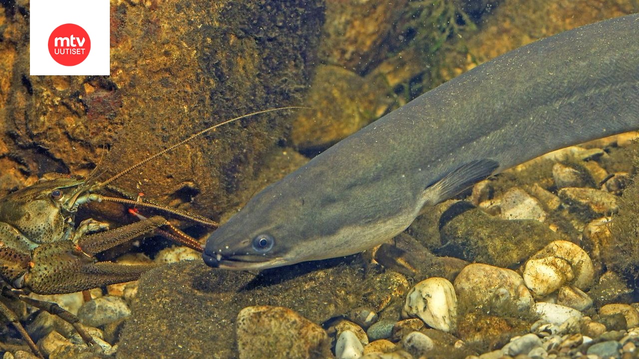 Uhanalaista ankeriasta halutaan suojella asetusluonnoksella - MTVuutiset.fi