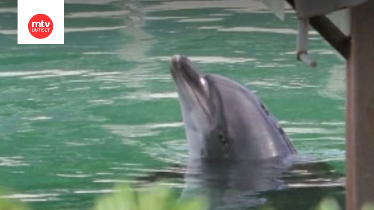 Eläinten kaltoinkohtelu raivostuttaa Japanissa: Honey-delfiini ja 46 ...