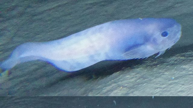 Syvältä merenpohjasta löytyi 3 uutta lajia – Hyytelömäiset ja lähes ...