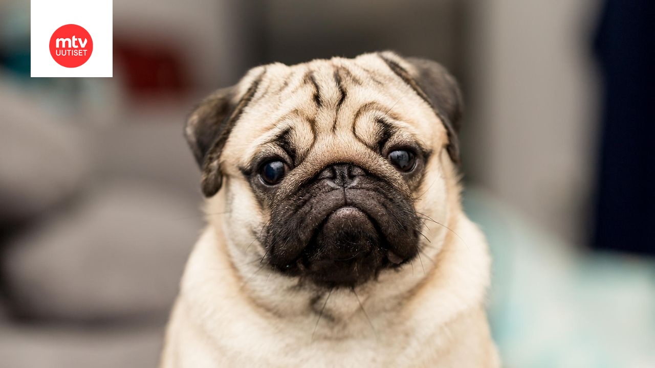 Koira kärsi valtavasta eroahdistuksesta, kun omistaja oli poissa ...