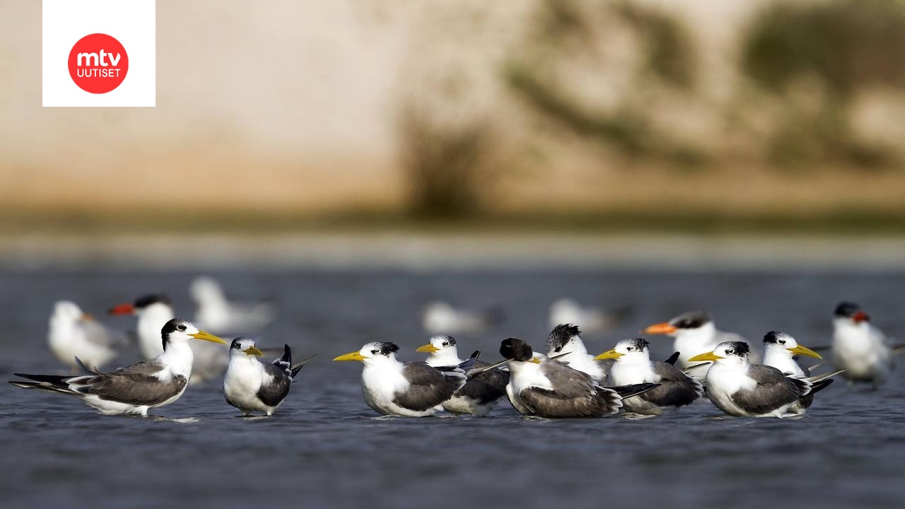 Ilmastonmuutos ja öljynporaus uhkaavat maailman suurimman sisämeren ...