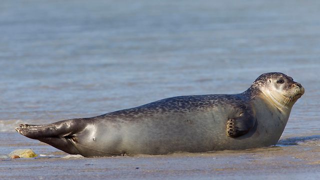Pyörätieltä löytyi huonokuntoinen hylje lähellä Luvian keskustaa: Oli ...