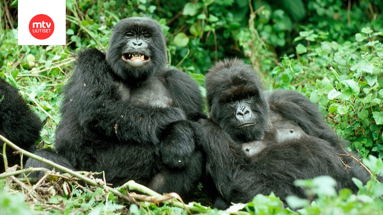 Viimeisen Dian Fosseyn tutkimista "sumuisten vuorten gorilloista ...