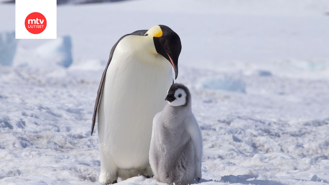 Pingviiniparista tuli sateenkaarivanhempia adoption avulla – parempia ...