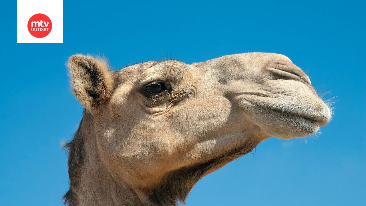 Kameliaitauksen ympäristö kuhisee katsojia Korkeasaaren pääsiäisessä ...