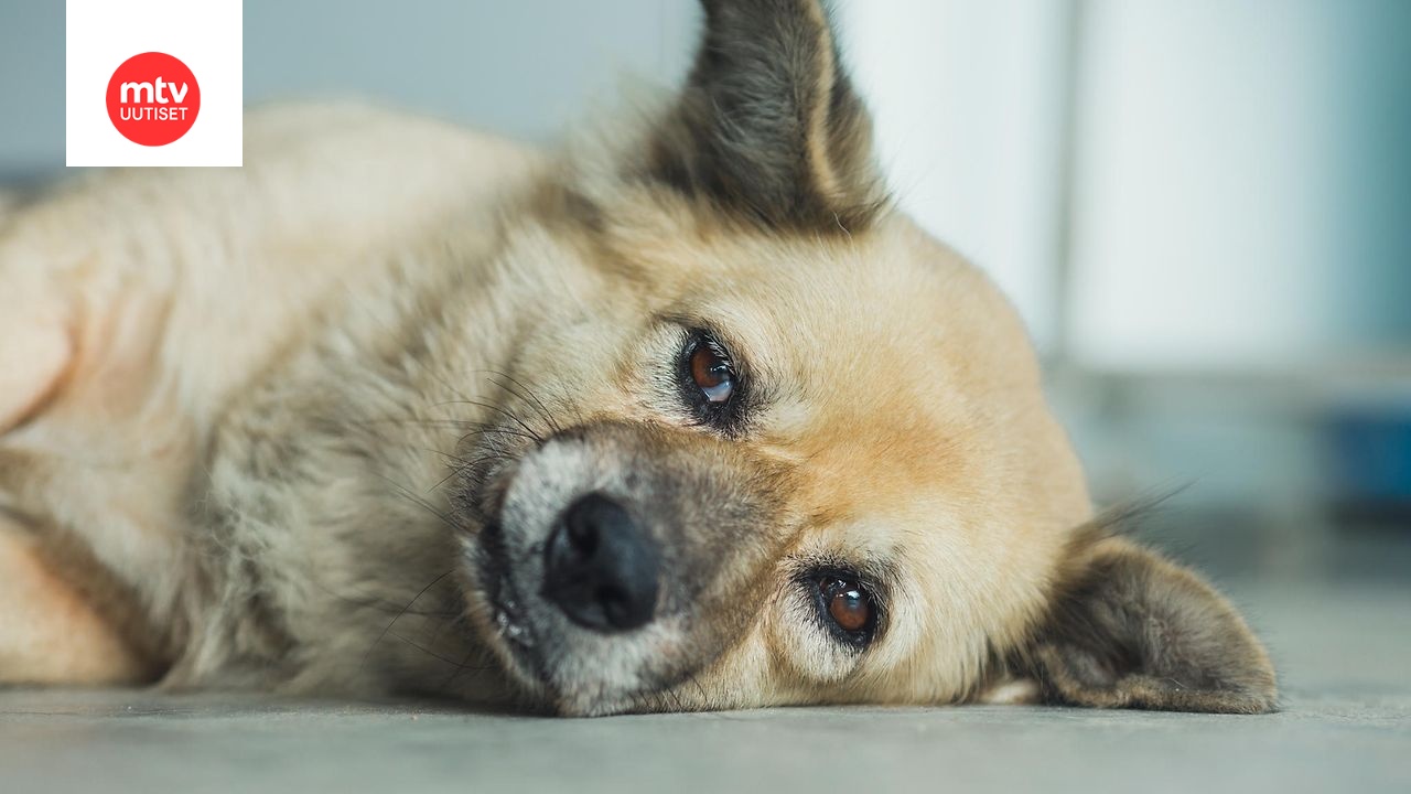 Koira etenee paikasta toiseen tavalla, joka ainakin kiinnittää huomion ...