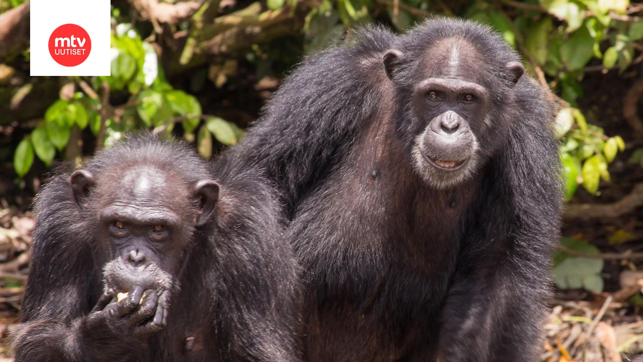 Simpanssit hyökkäsivät gorilloiden kimppuun Afrikassa – kyseessä ...