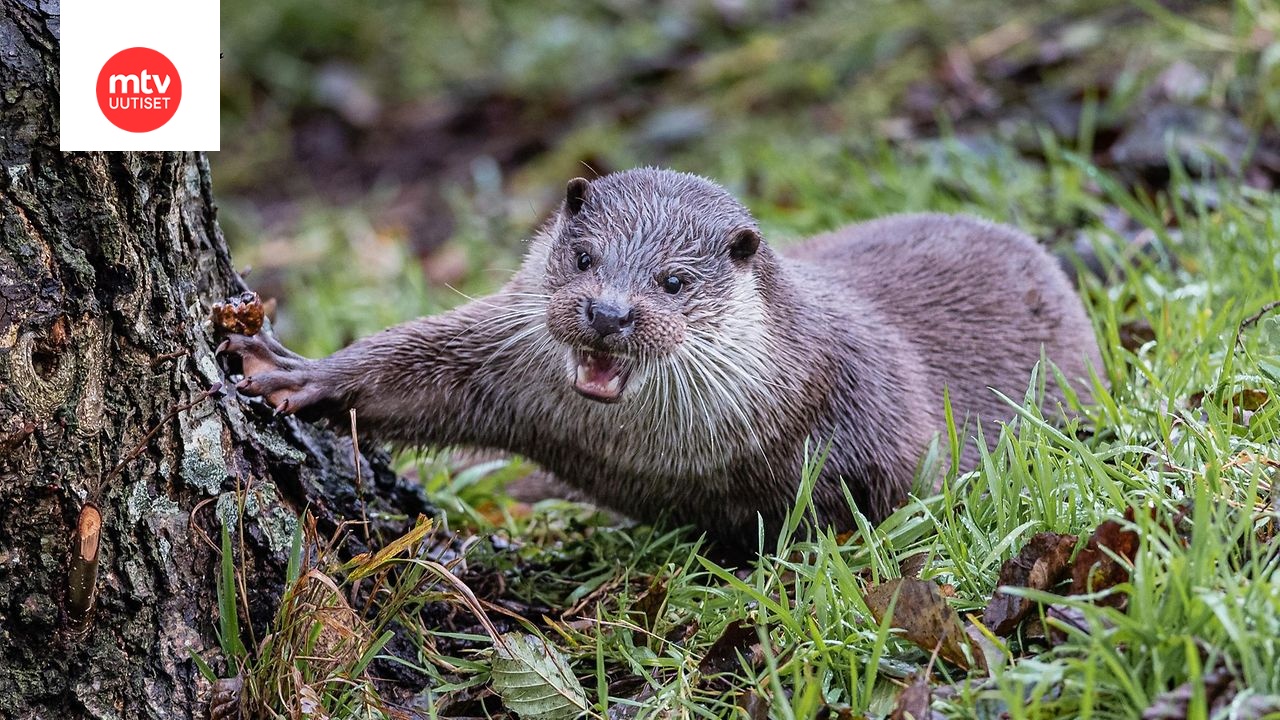 Floridalaisperhe joutui erikoisen eläinhyökkäyksen kohteeksi ...