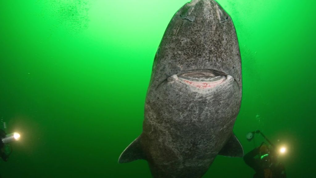 Maailman vanhin selkärankainen, holkeri, elää jopa satoja vuosia ja on ...