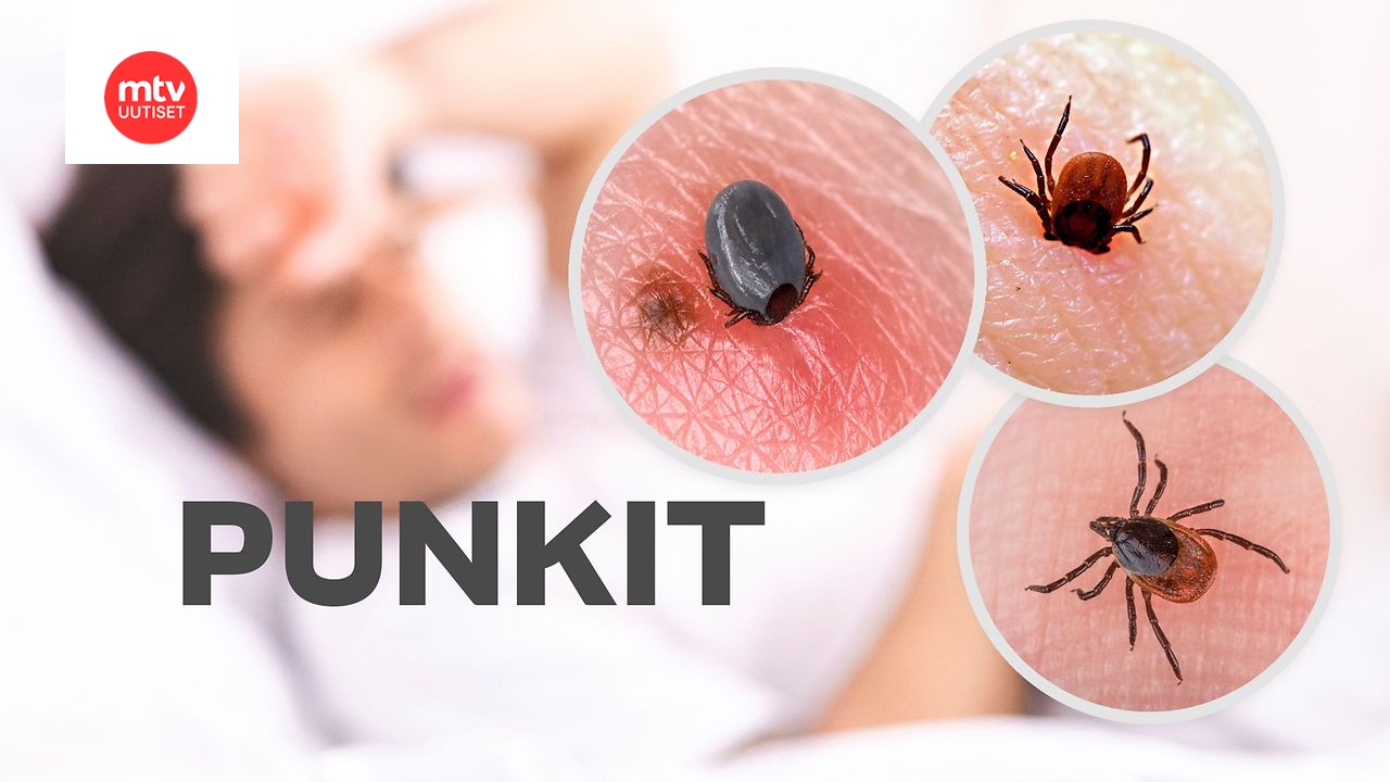Punkkihavaintoja tehty jo ympäri Suomea - MTVuutiset.fi