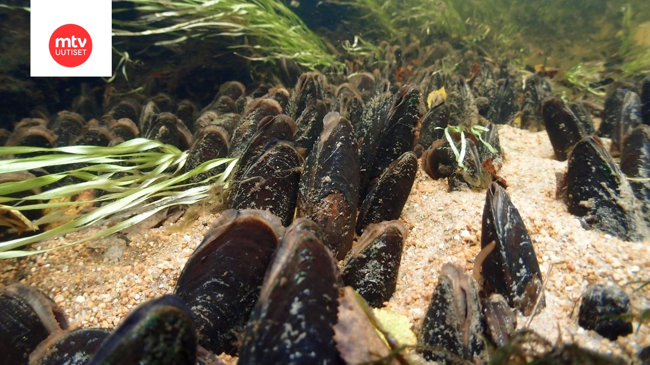 Poliisi alkaa olla selvillä raakkutuhojen tapahtumista - MTVuutiset.fi