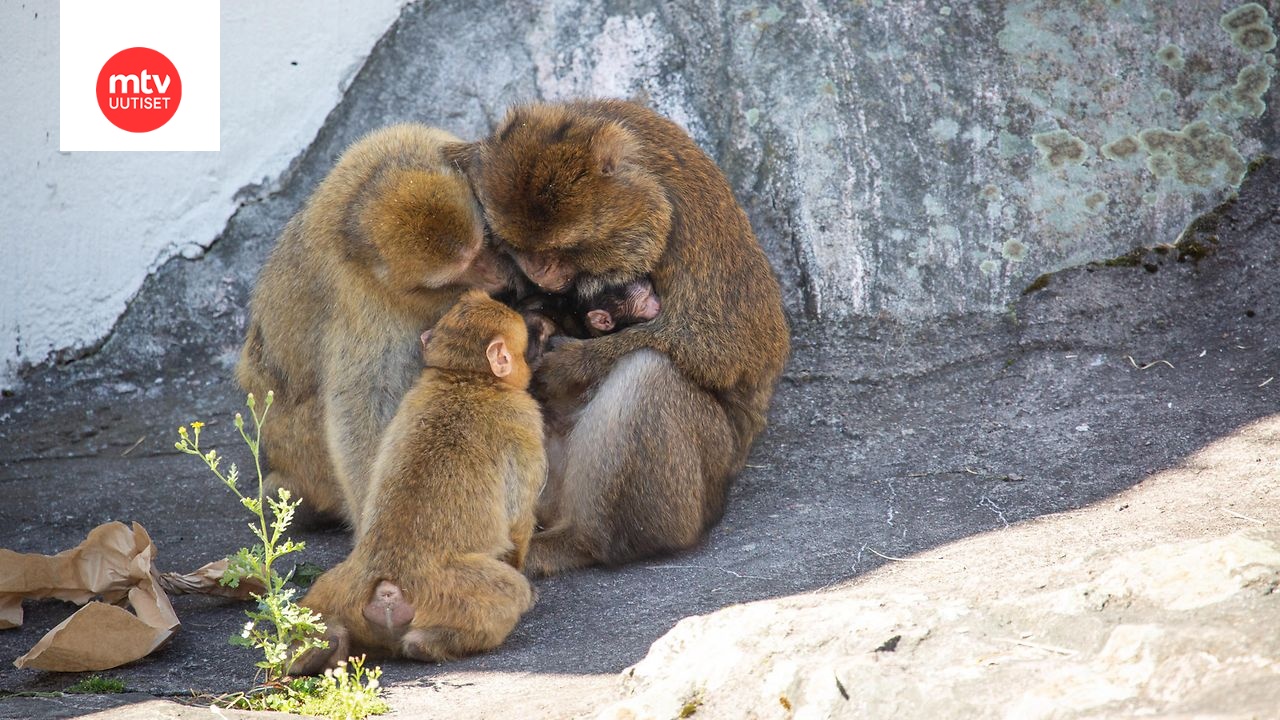 Hellyyttävät kuvat: Korkeasaaren berberiapinoille syntyi pienokainen ...