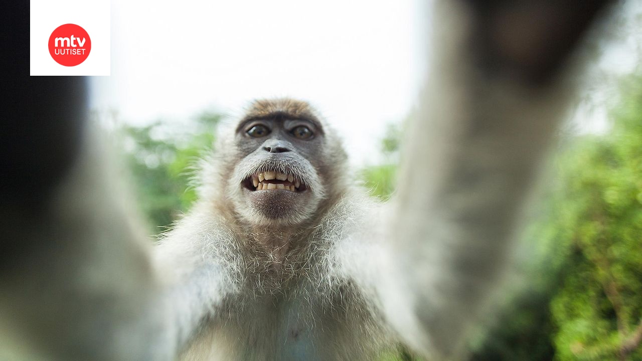 Erittäin harvinainen apinarokko rantautui Ruotsiin – uuden havainnon ...