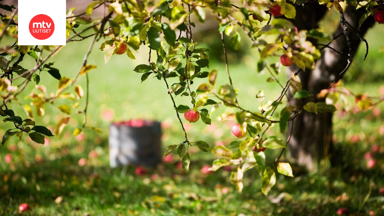 Syyskuun lopun kaikkien aikojen lämpöennätys vaarassa – Hyvinkäällä 22 ...